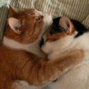 Add Cat-Bot Discord Bot | The #1 Discord Bot List