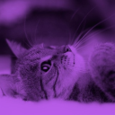 Add GattinhosBot Discord Bot | The #1 Discord Bot List