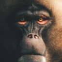 Add M.o.n.k.e.y Discord Bot | The #1 Discord Bot List