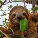 Add Sloth Discord Bot | The #1 Discord Bot List