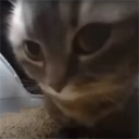 Add Poké-Name Discord Bot | The #1 Discord Bot and Discord App List