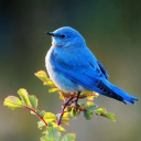 Little Bird | Discord Bots