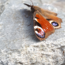 M0th B0t | Discord Bots