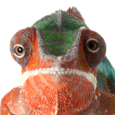 Chameleon | Discord Bots