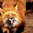 FoxBot | Discord Bots