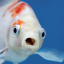 Add Fish Bot Discord Bot | The #1 Discord Bot List