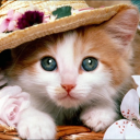 Add Cat Bot Discord Bot | The #1 Discord Bot List