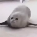 Add A Bouncing Seal Discord Bot | The #1 Discord Bot List